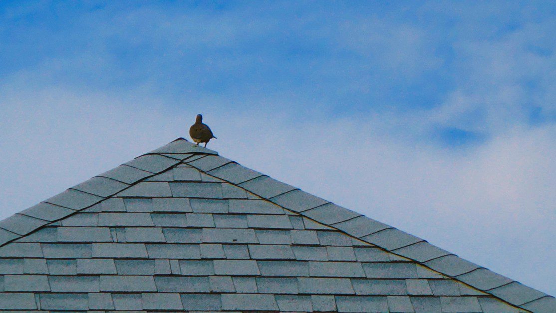 How To Stop Birds From Nesting In Your Tiled Roof. - Mikku & Sons Roofing